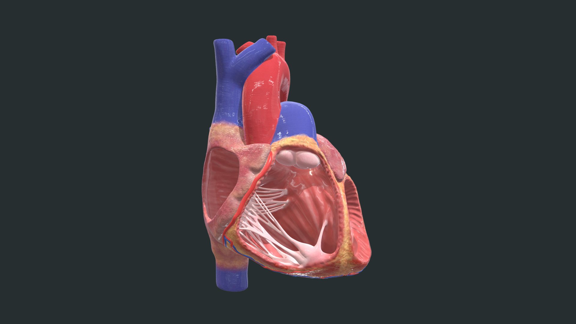 Interior heart - high detail - Download Free 3D model by University of ...
