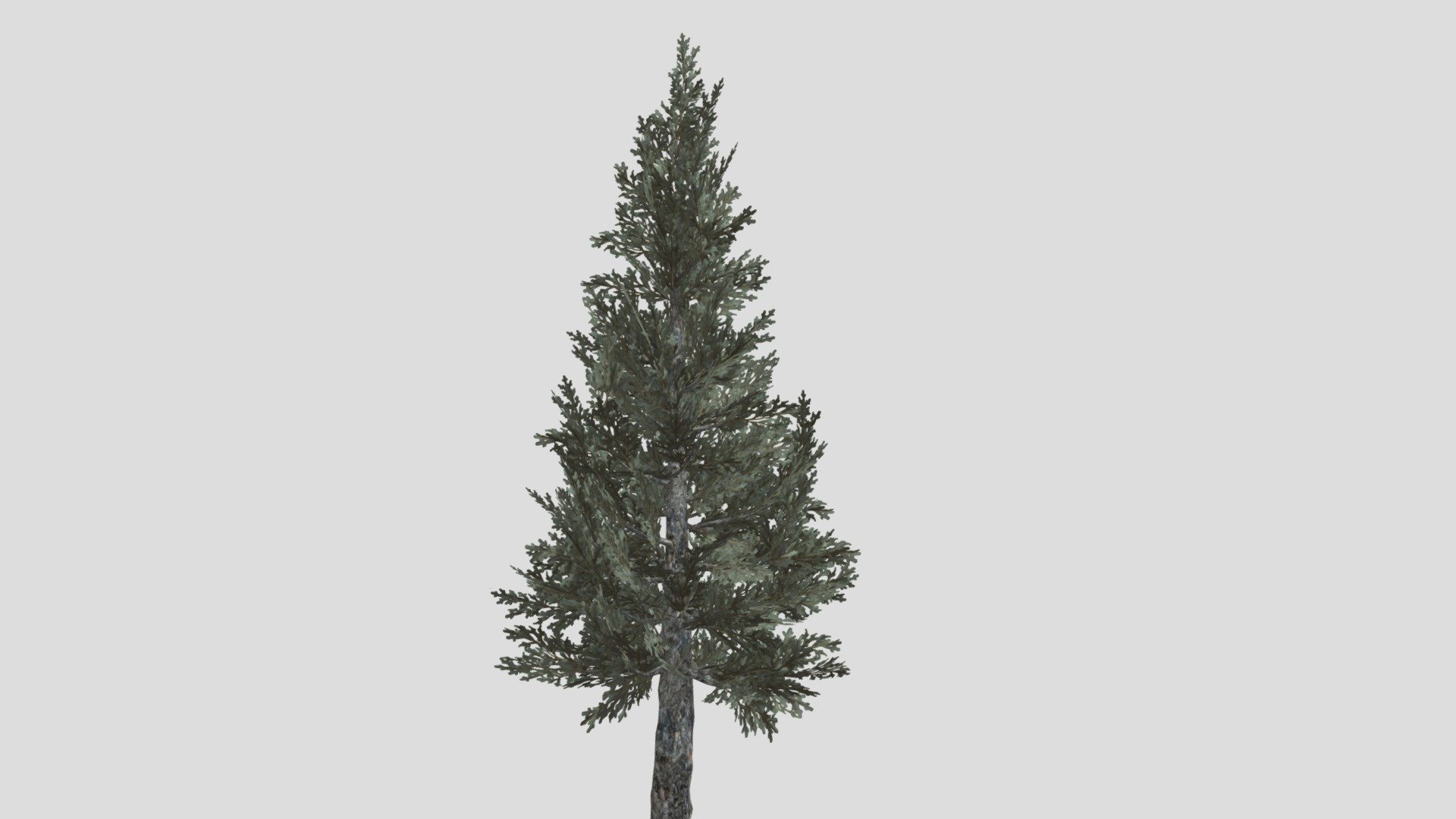 Spruce tree - Download Free 3D model by Georgeous (@intice184) [7a5db41 ...