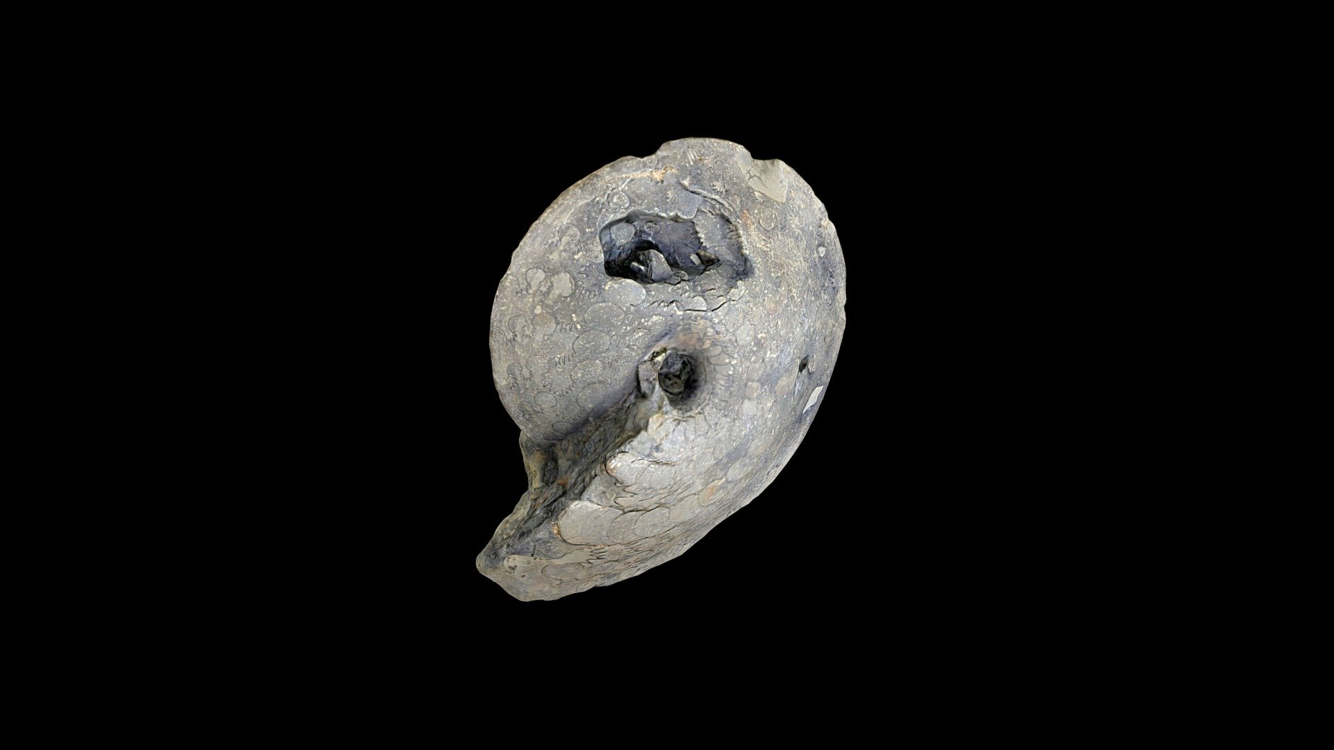 Ammonite fosilizado - Download Free 3D model by Ministerio de Cultura ...