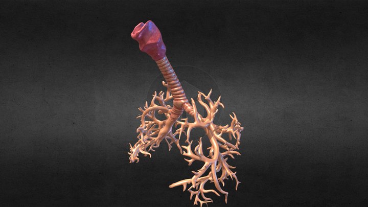 Bronchi 3D models - Sketchfab