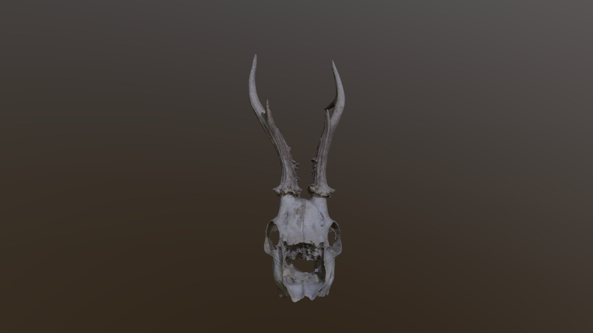 Deer skull photogrammetry - Download Free 3D model by nemaron [7a79900 ...