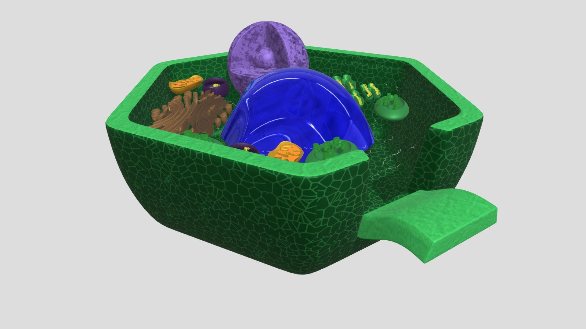 Hujayra - 3D model by sardorbekfarmanov [7a85adf] - Sketchfab