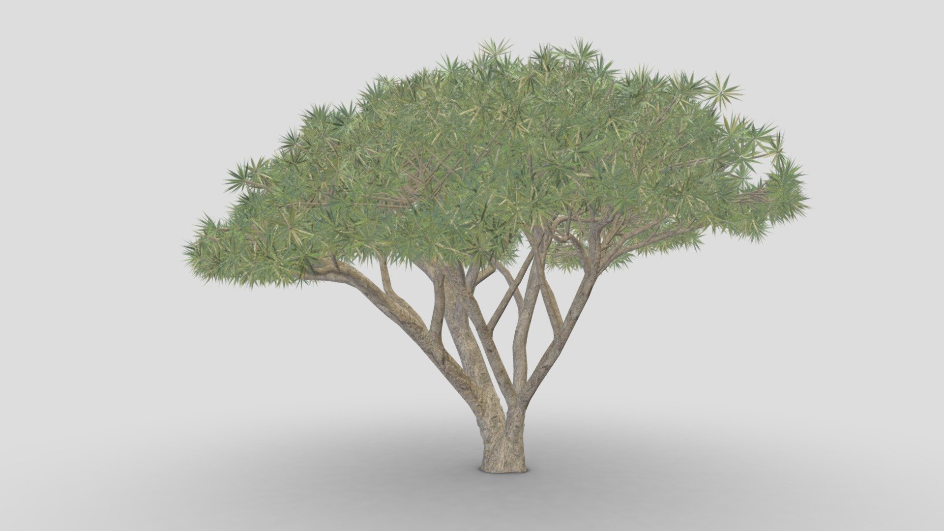Dracaena Hero- 08 - Download Free 3D model by ASMA3D [7a8a809] - Sketchfab