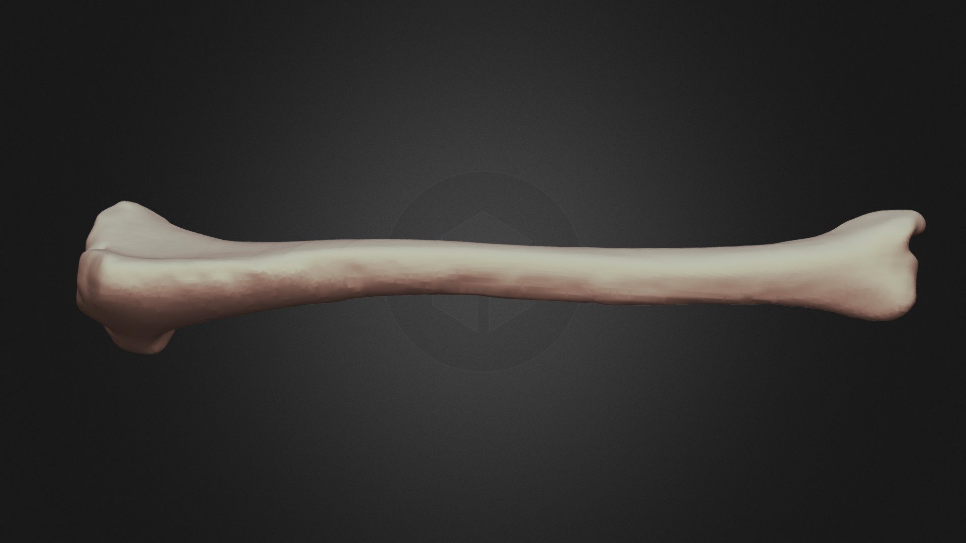 Canis lupus (Wolf) Right Tibia - 3D model by Lakehead Anthropology ...