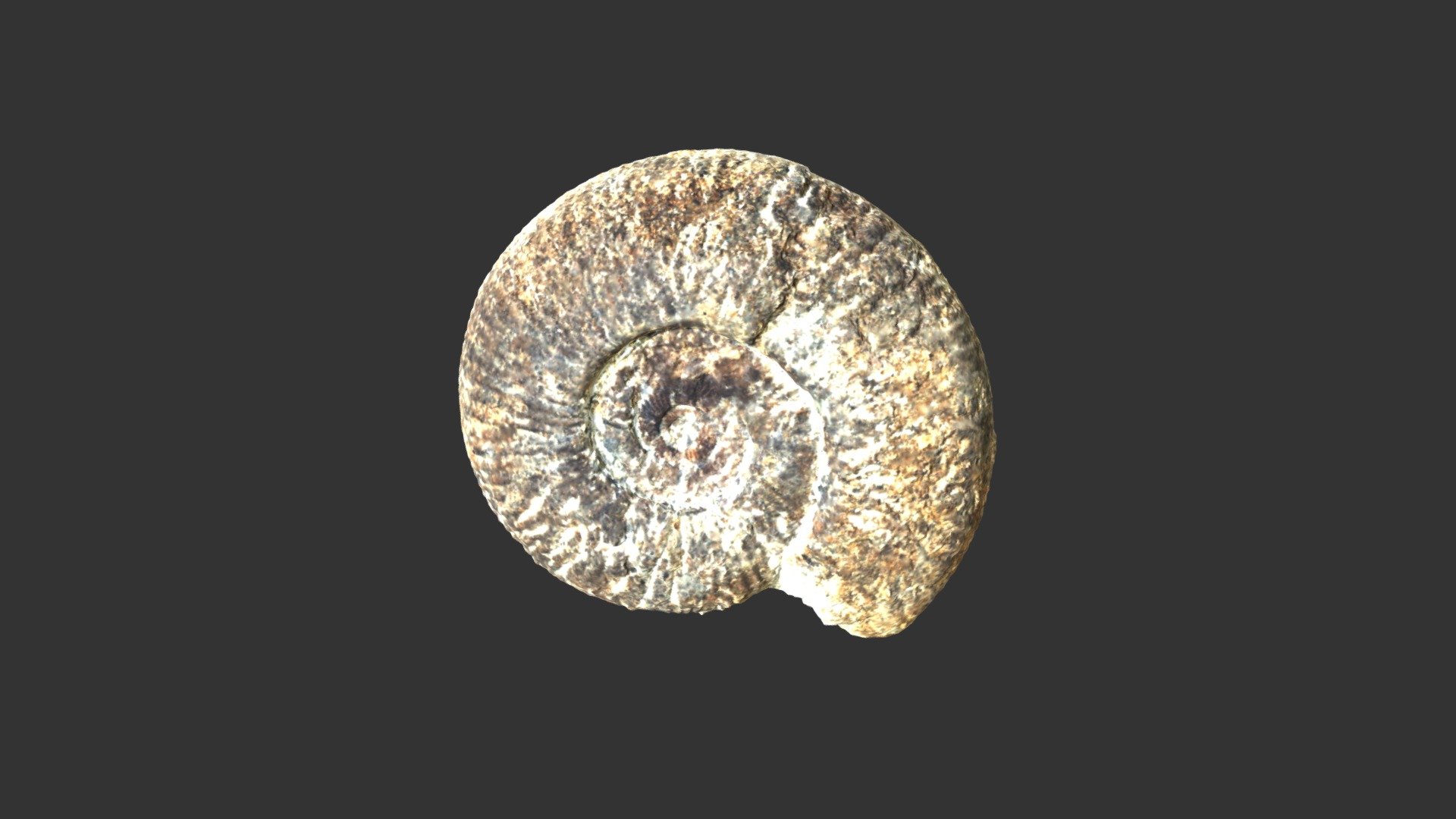 Perisphinctes plicatilis - Download Free 3D model by Scarborough ...