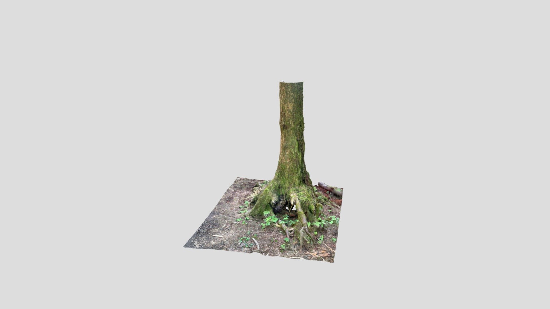 PNW Treebase Scan 2 - 3D model by MesaInteractive [7a97131] - Sketchfab