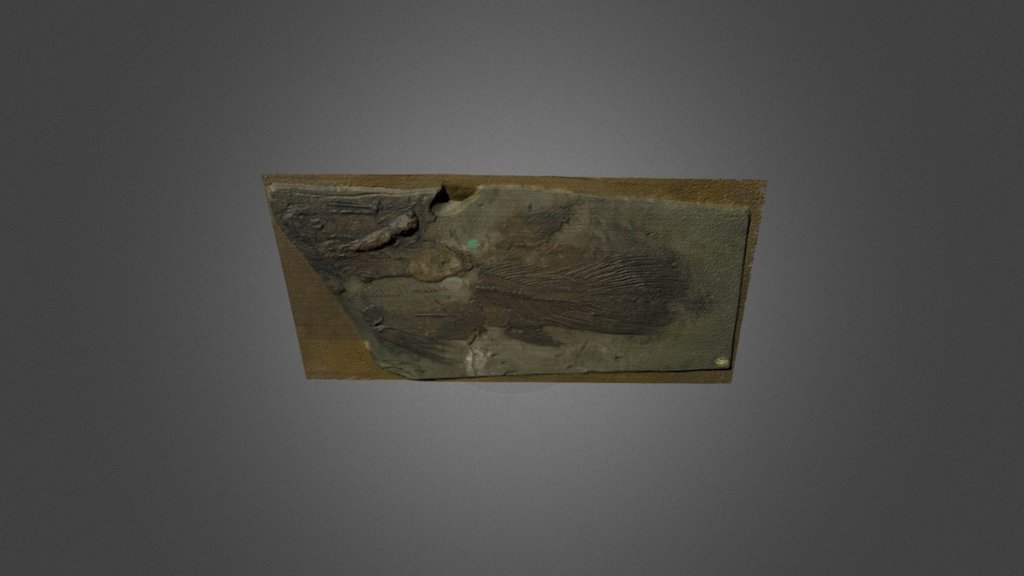 Holophagus gulo Egerton - 3D model by VirtualNHM [7aa692c] - Sketchfab