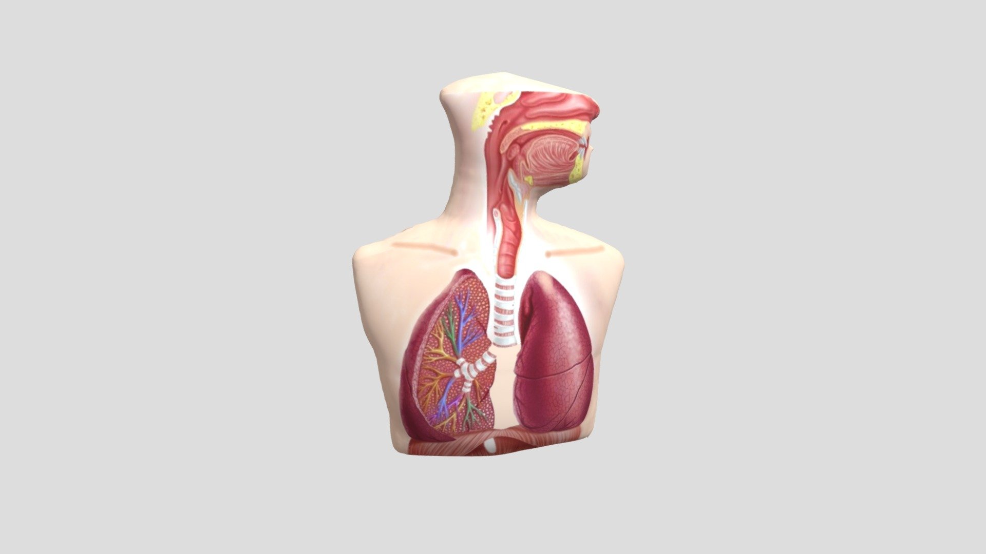 Sistem pernapasan manusia - Download Free 3D model by iweltriana ...