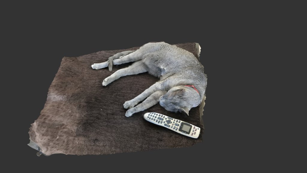 Yuri : Cat scanned while sleeping - Download Free 3D model by samhodge ...