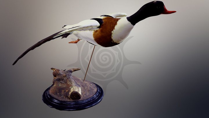 Common-shelduck 3D models - Sketchfab