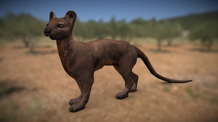 Fossa 3D models - Sketchfab