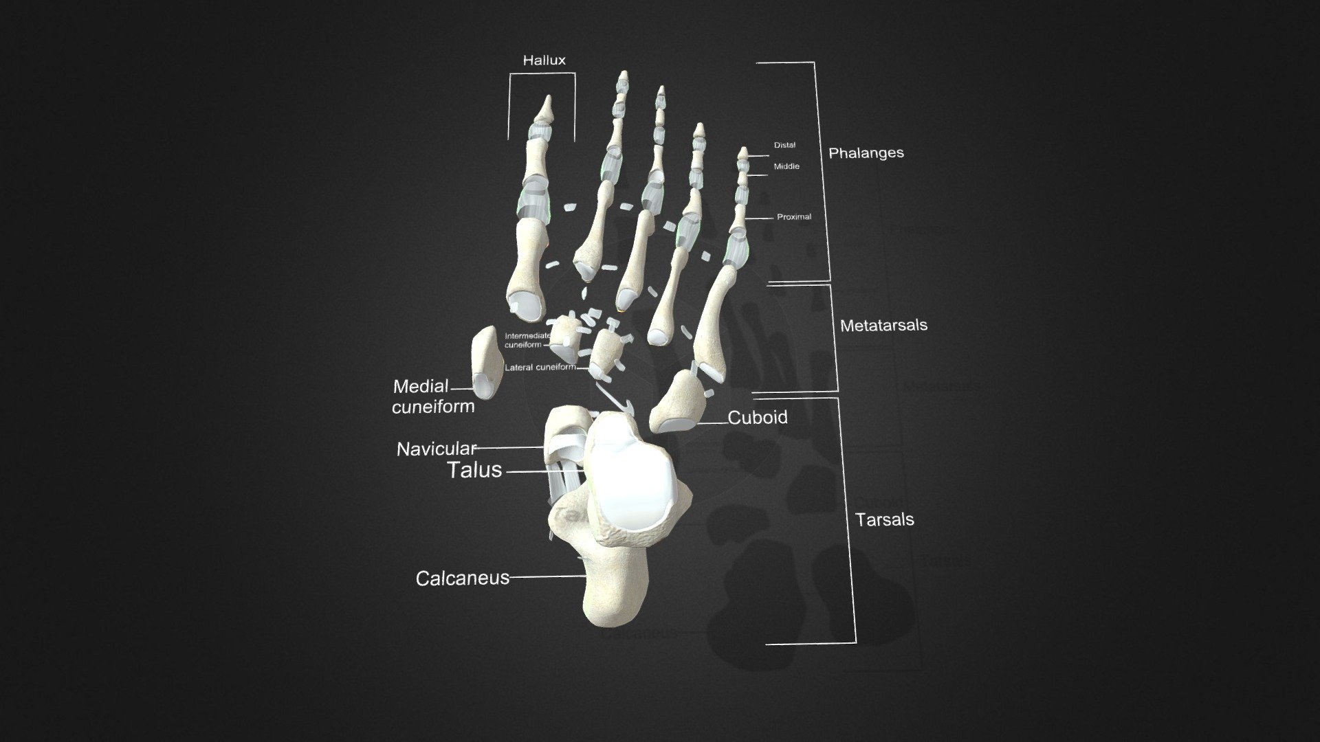Human Foot Bones - 3D model by 3D4SCI [7ac0ca7] - Sketchfab