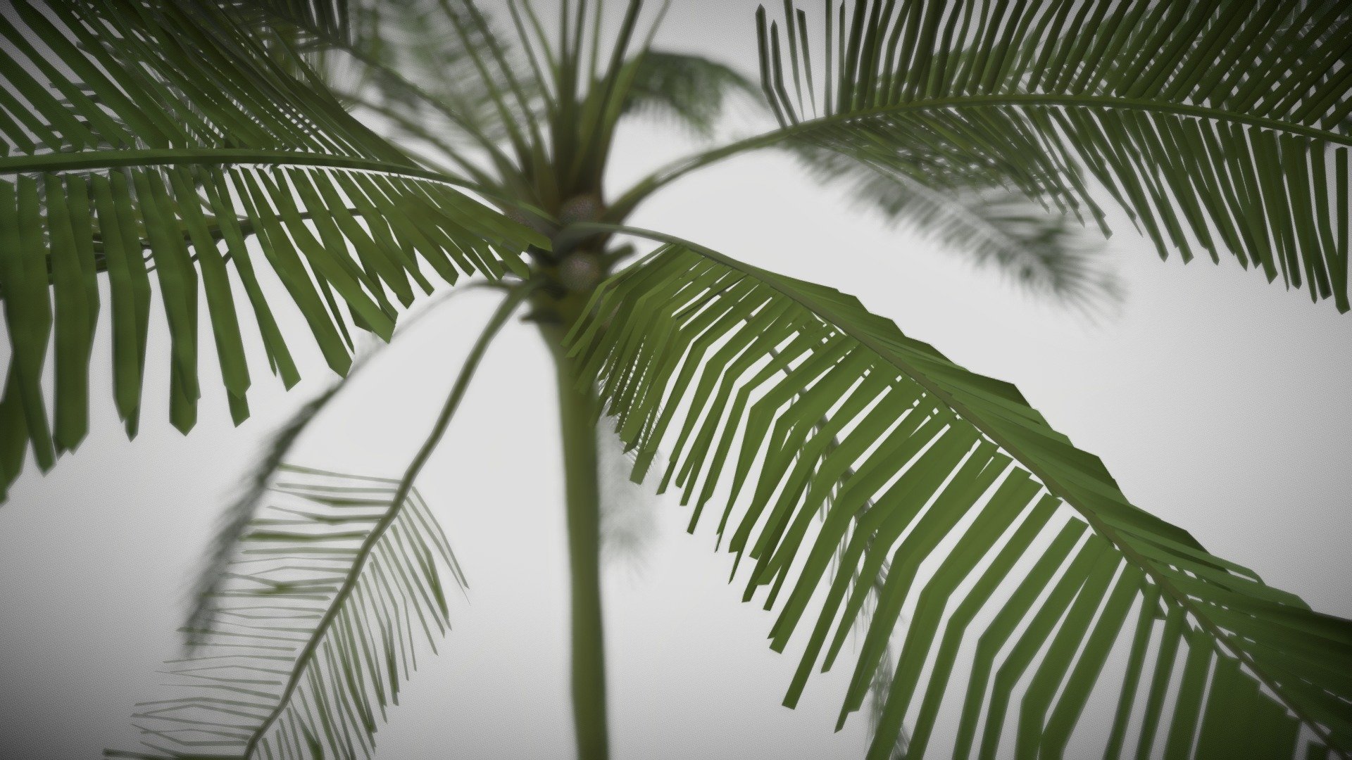 African Oil Palm Tree - 3D model by Kailash H Kanojia (@KailashHKanojia ...