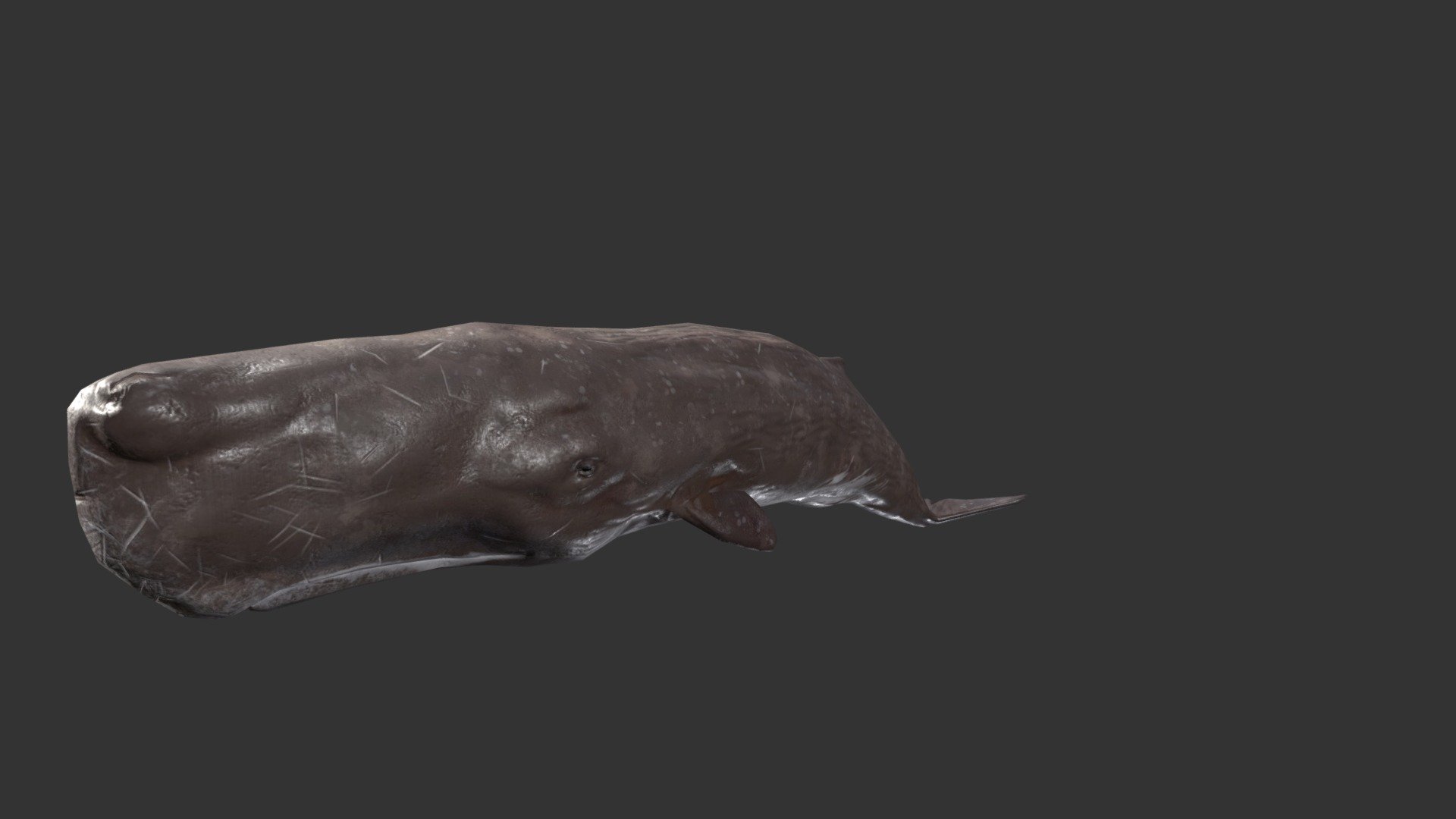 Sperm Whale - Download Free 3D model by Bohdan Lvov (@ostapblendercg ...