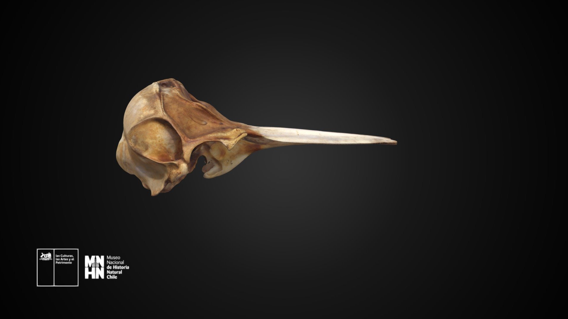 Delphinus delphis - Download Free 3D model by Museo Nacional de ...