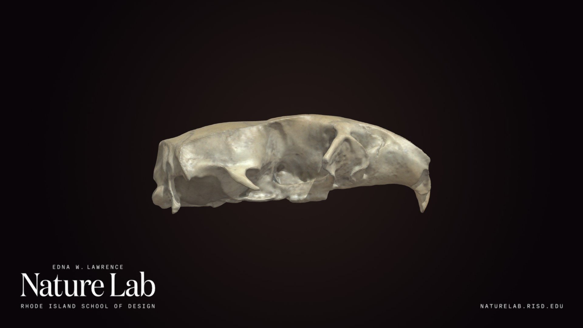 Rat Skull (Fragment) - Download Free 3D model by RISD Nature Lab ...