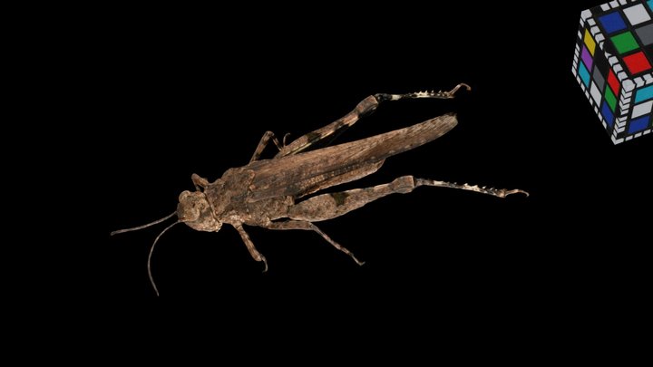 Carinate 3D models - Sketchfab