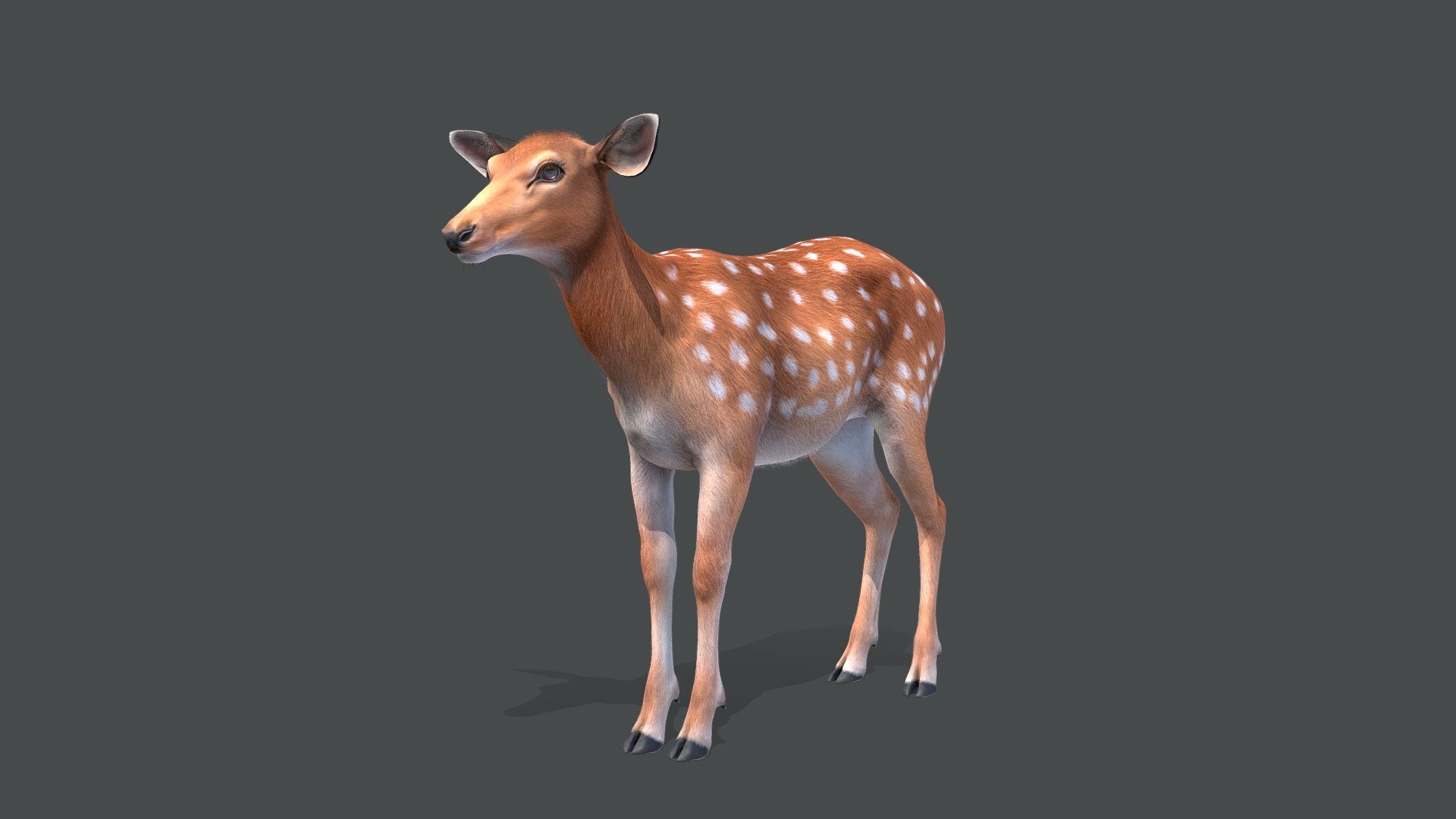 Deer - Doe - Buy Royalty Free 3D model by RedDeer (@billl90) [7ad3dba ...