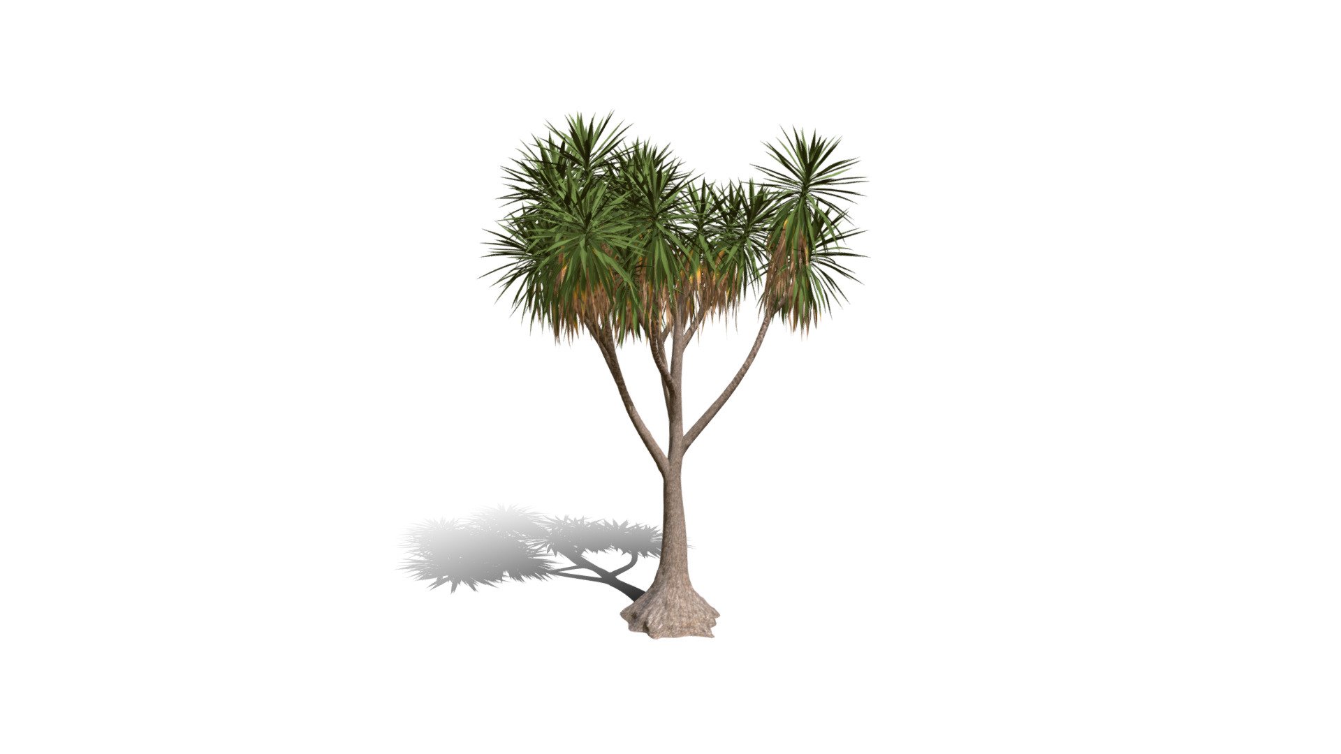 Realistic HD Spineless yucca (24/30) - Download Free 3D model by ...