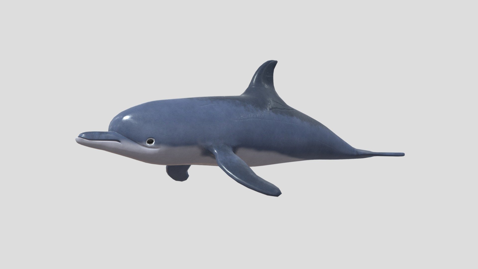 dolphin - 3D model by yuxuannn9685 [7addf8f] - Sketchfab