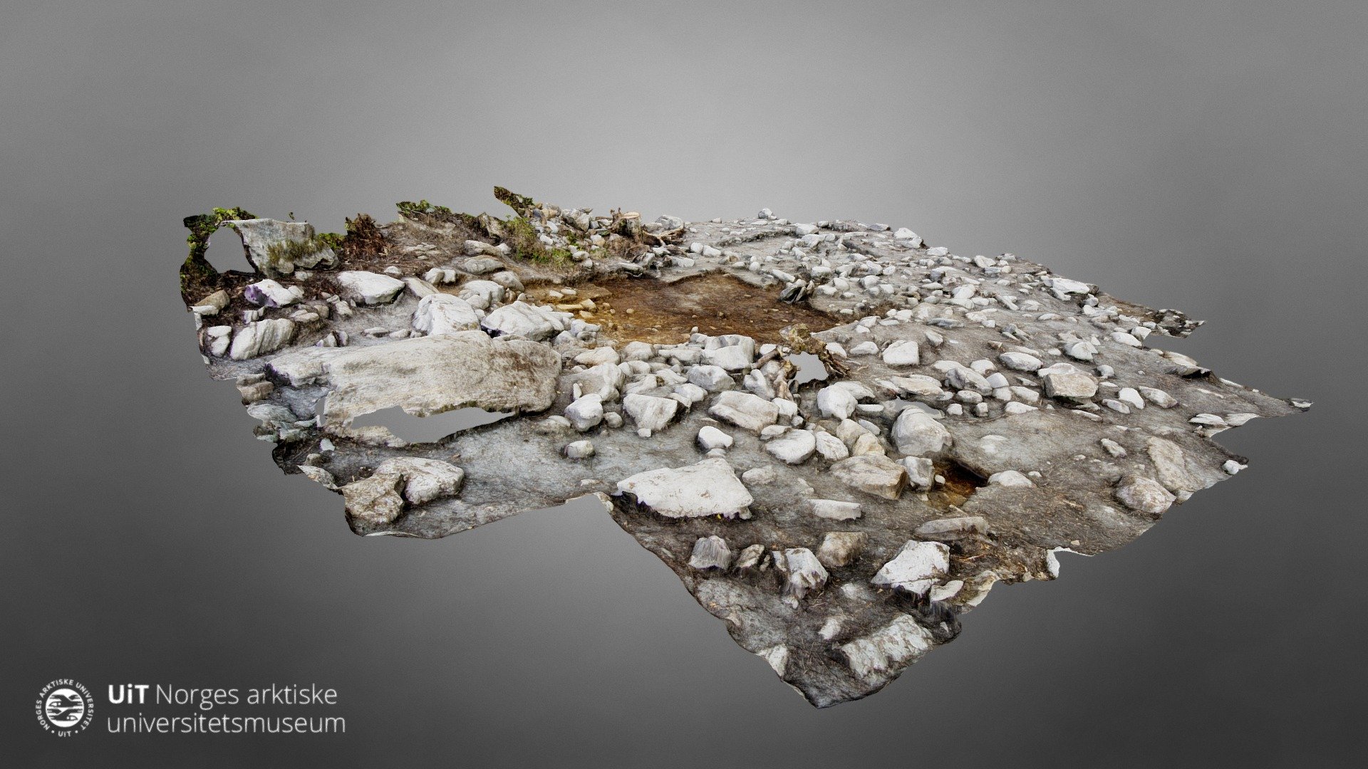 Tuft - 3D model by UiT - The Arctic University Museum of Norway ...