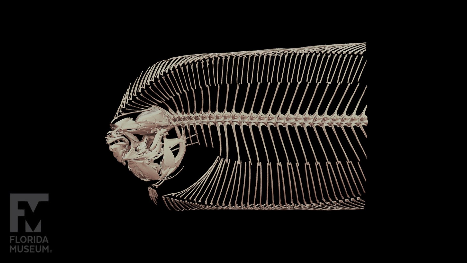 Tiger sole - Marine Fish - 3D model by FloridaMuseum [7ae2cad] - Sketchfab