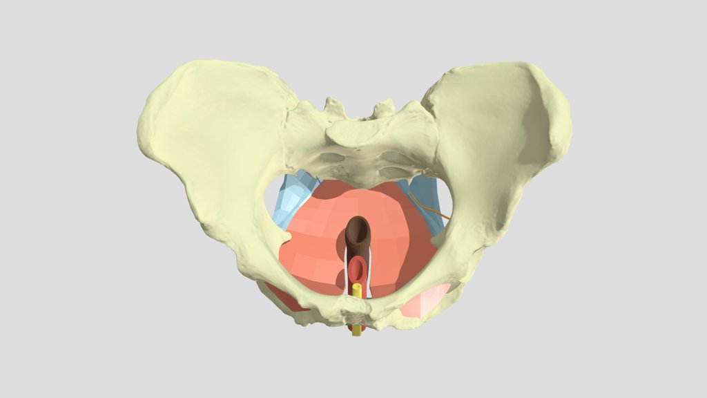 Pelvis and Perineum - AFAB - A 3D model collection by Mary Orczykowski ...
