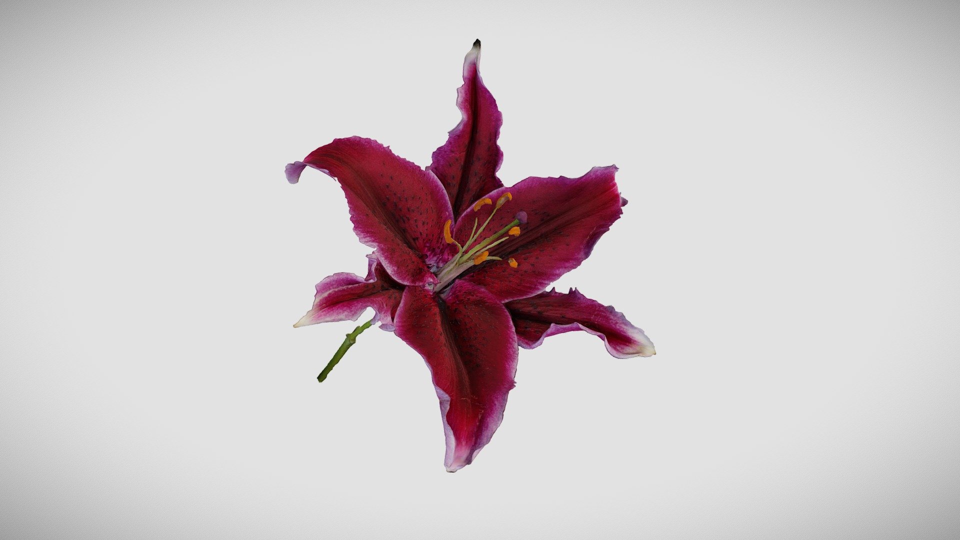 lilly - 3D model by Steve Flanagan (@immersive-e) [7aee0be] - Sketchfab