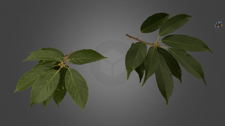 Leaf 3D models - Sketchfab