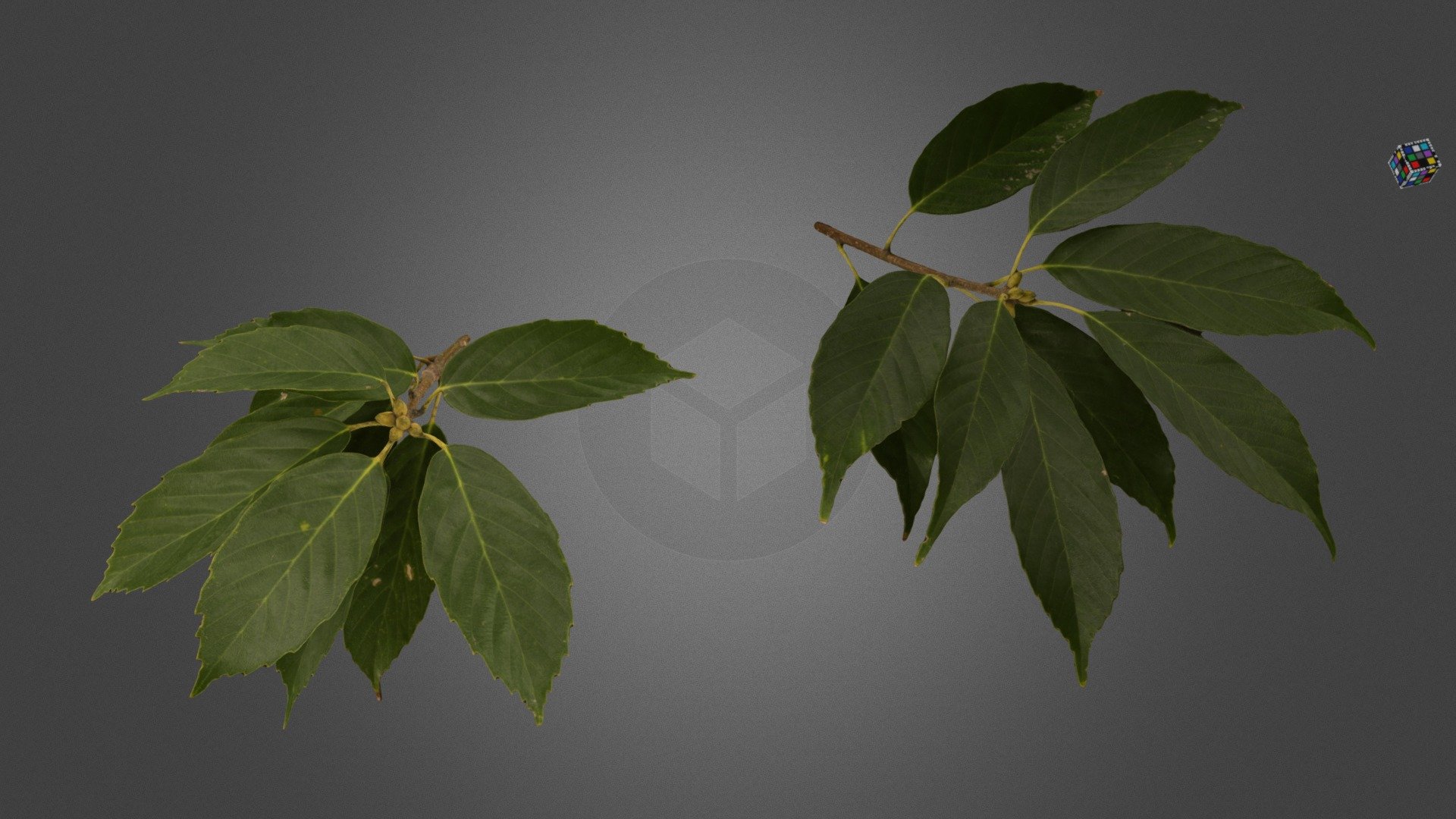 CC0 アラカシ Ring-cupped Oak, Quercus glauca - Download Free 3D model by ...