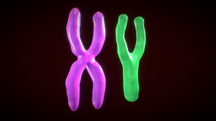 Chromosomes 3D models - Sketchfab