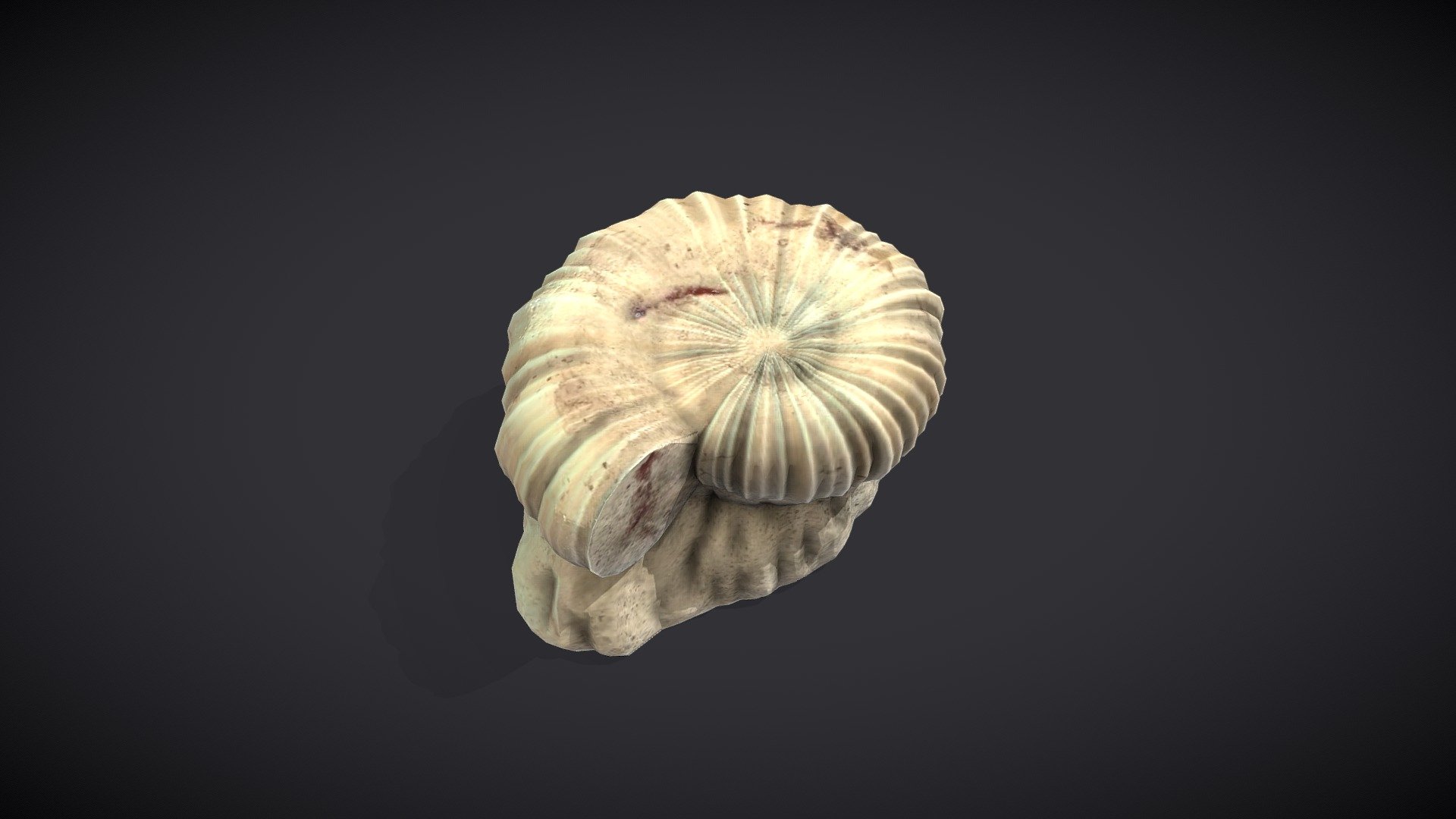 Museum Of Natural History | Shell Fossil - Buy Royalty Free 3D model by ...