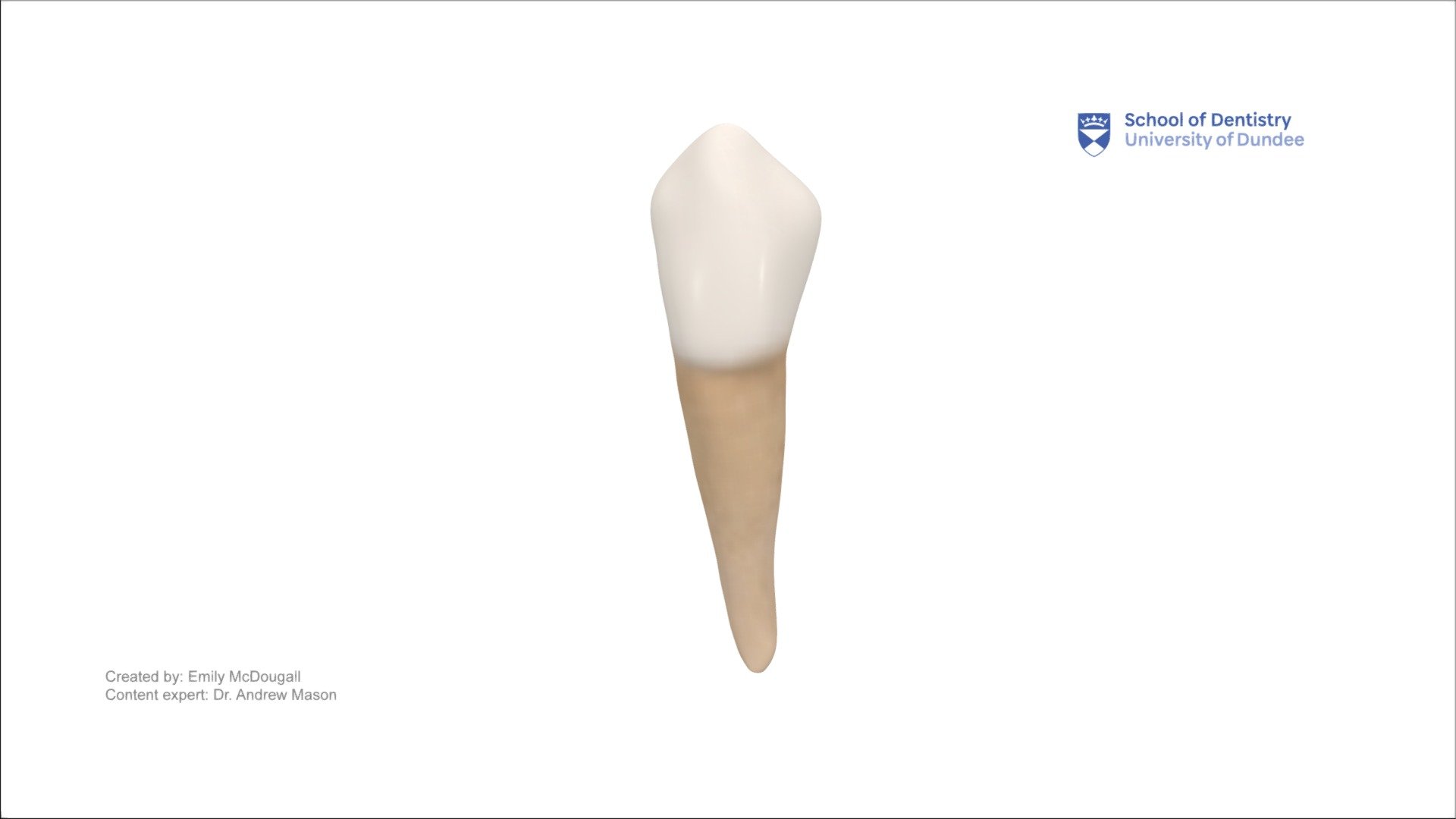 Primary lower left canine (FDI 73) - Download Free 3D model by ...