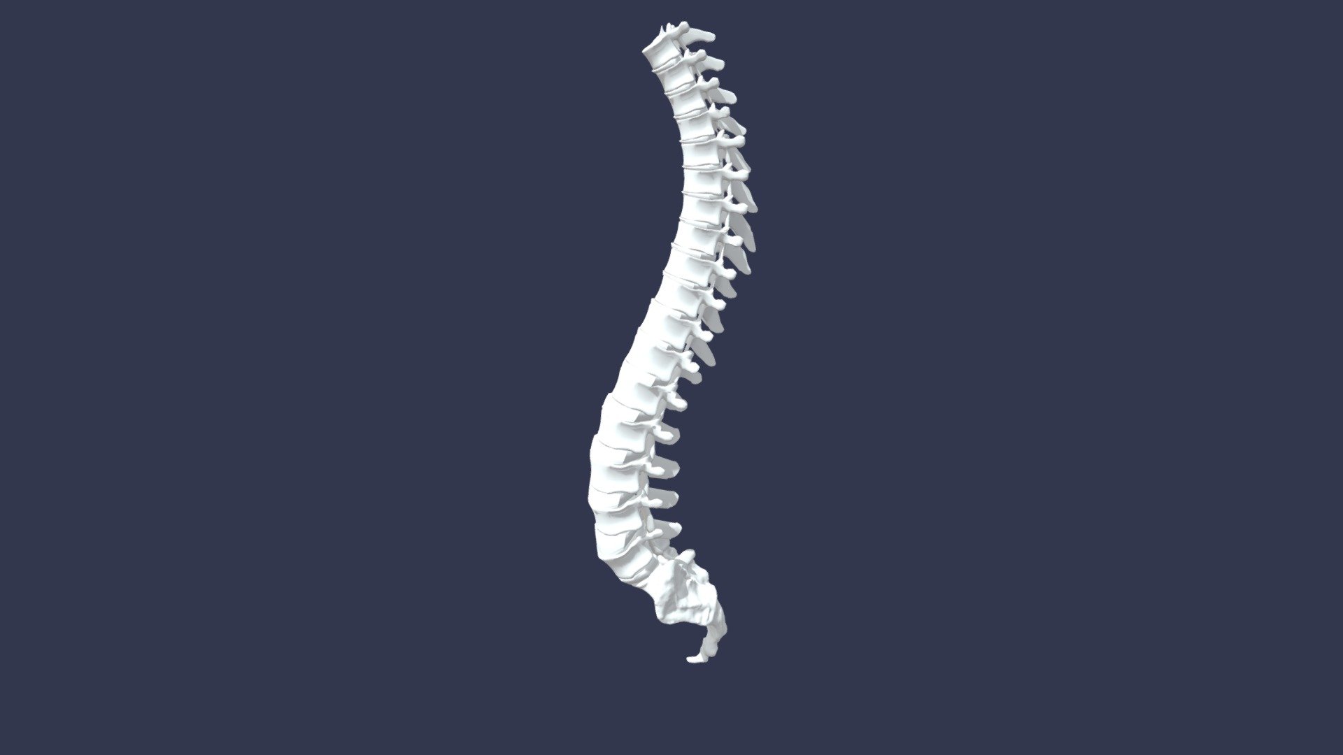 Healthy Spine - 3D model by Eunsam Lee (@eunsamlee) [7afaff4] - Sketchfab