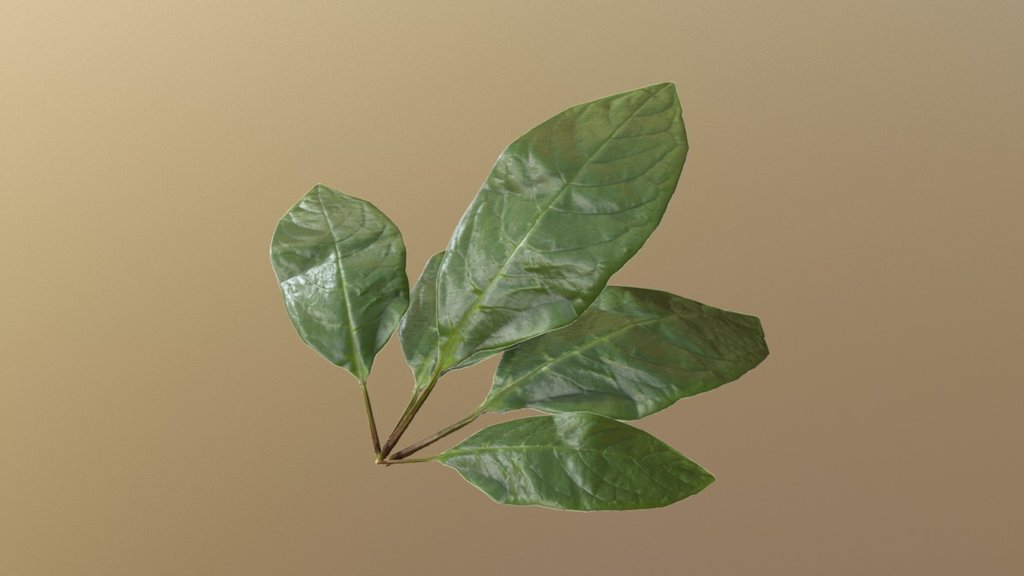Leaf Test 01 - 3D model by Creative Trio (@creativetrio) [7afe8b9 ...