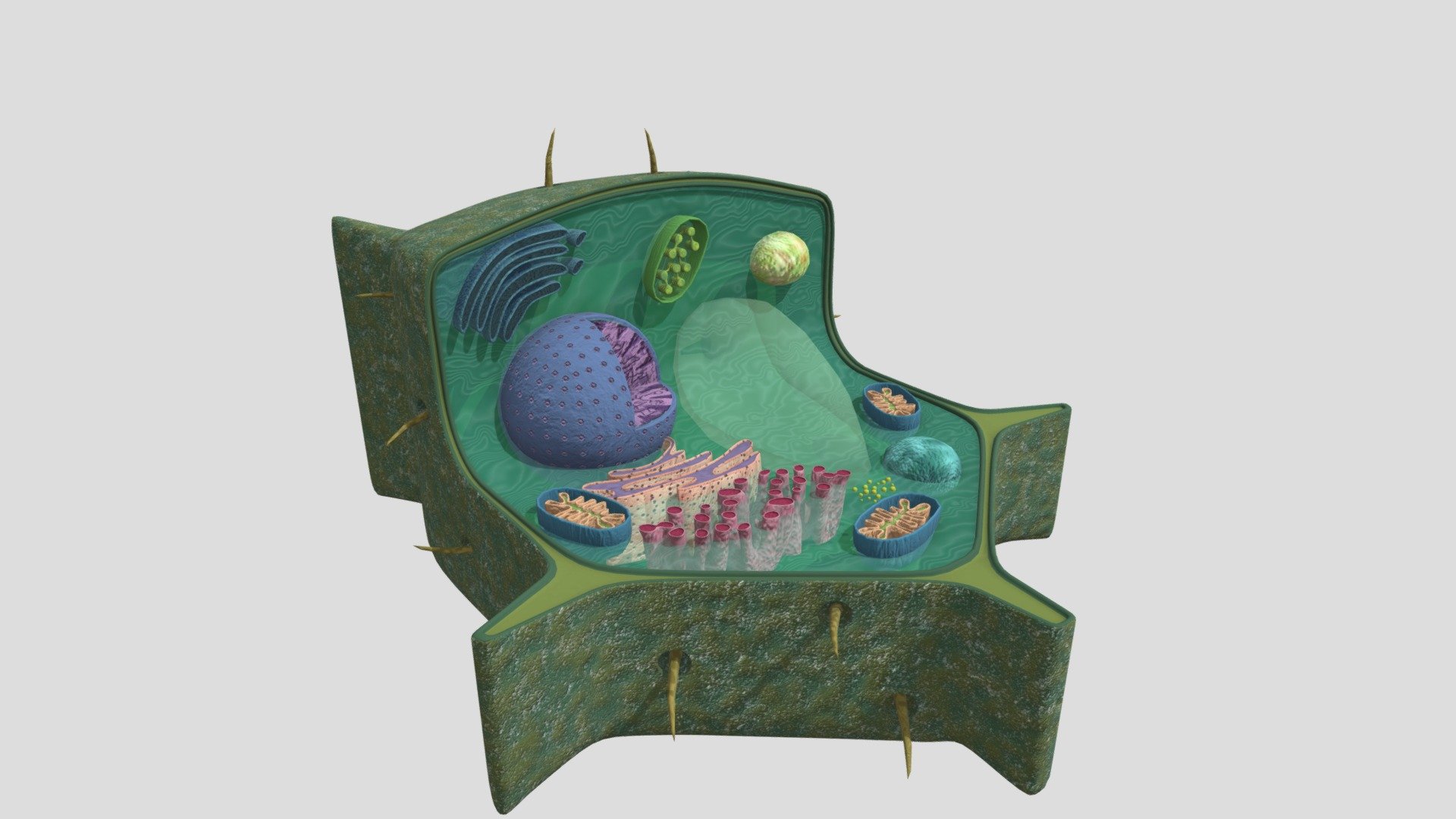 plant-cell-cell-structure - 3D model by zokilokishishiro [7affe63 ...