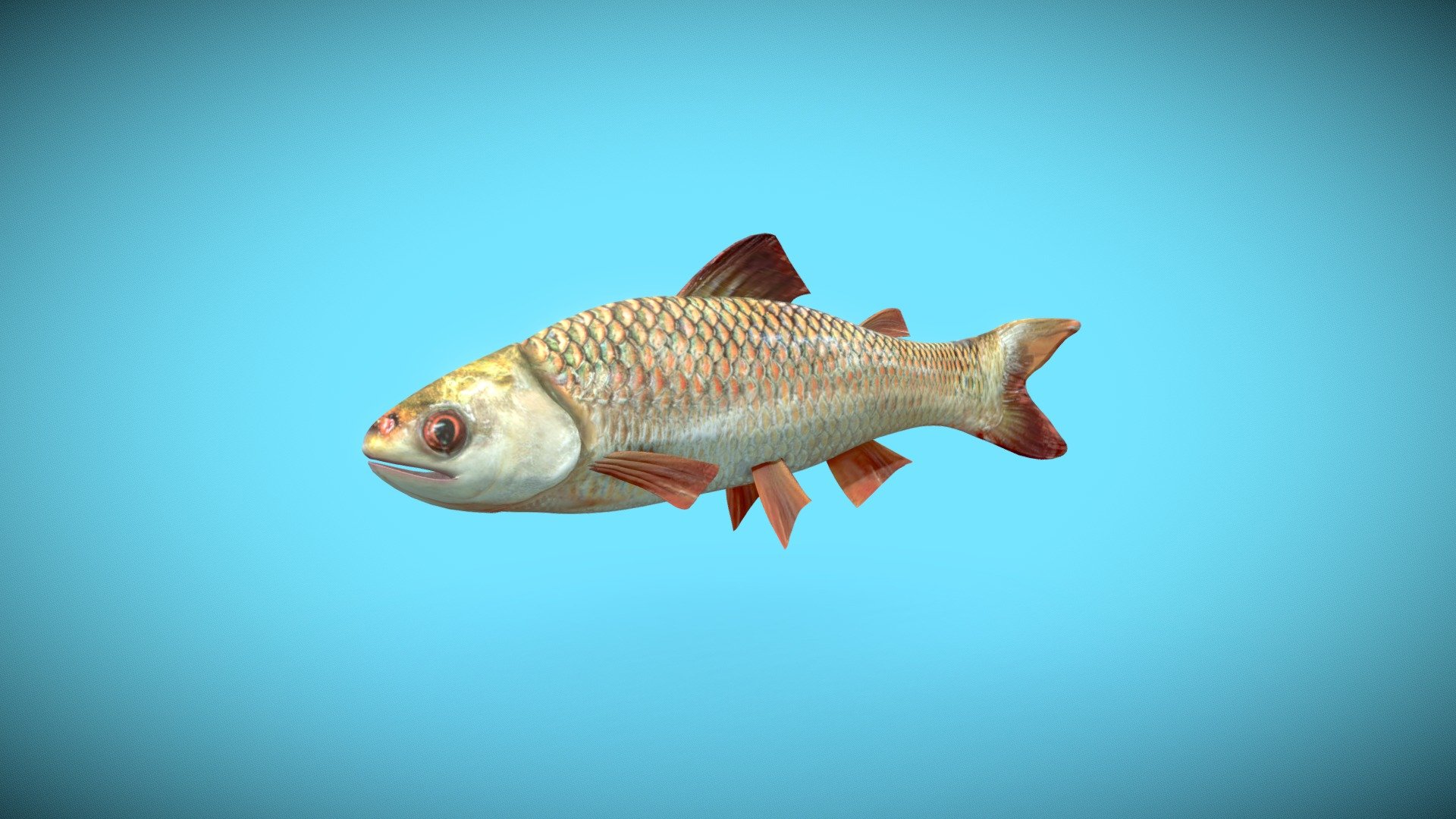 Labeo Fish Rigged - Buy Royalty Free 3D model by Veufx Studio (@veufx ...