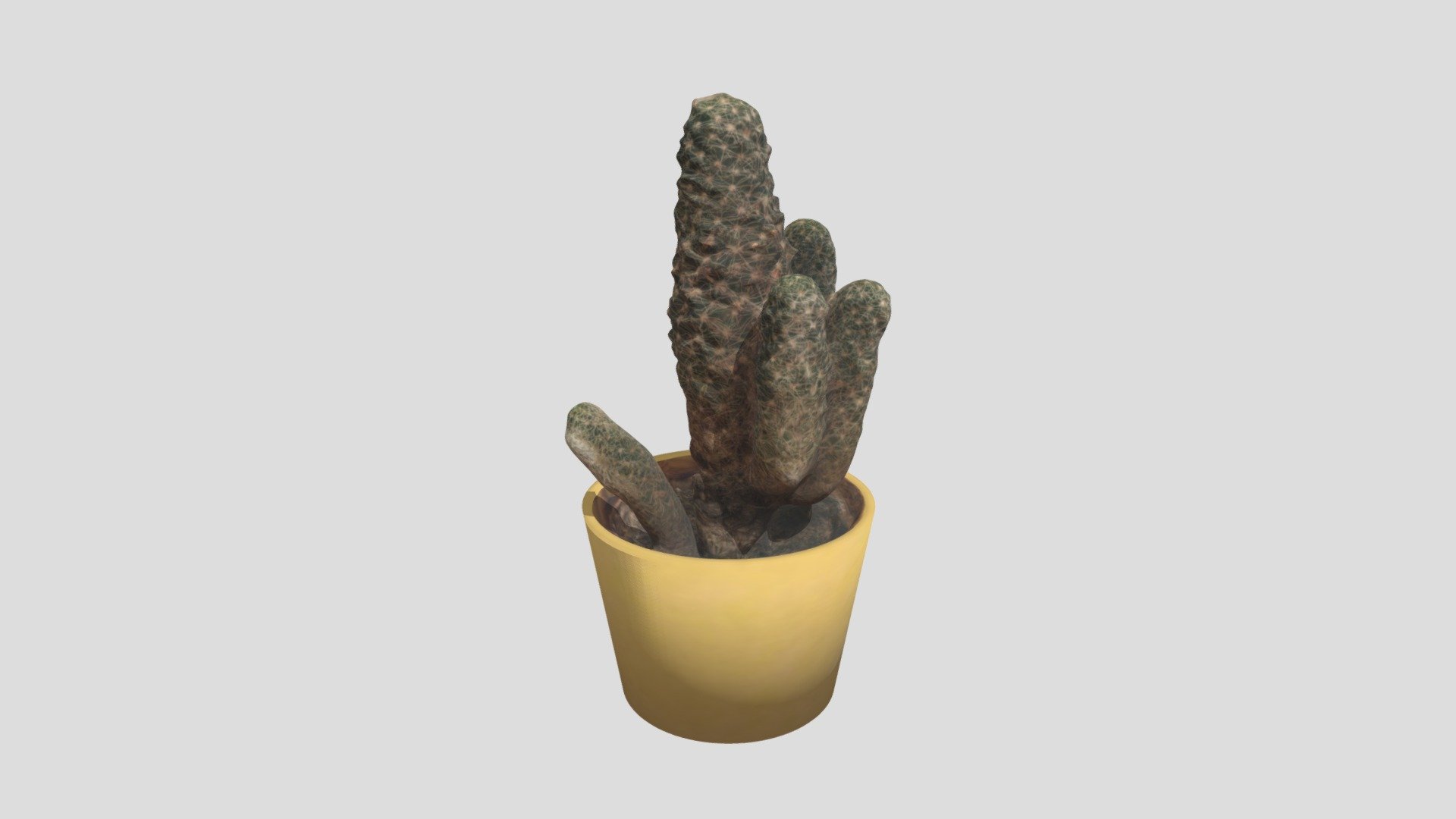 cactus in pot - Download Free 3D model by Valentin Schabschneider ...