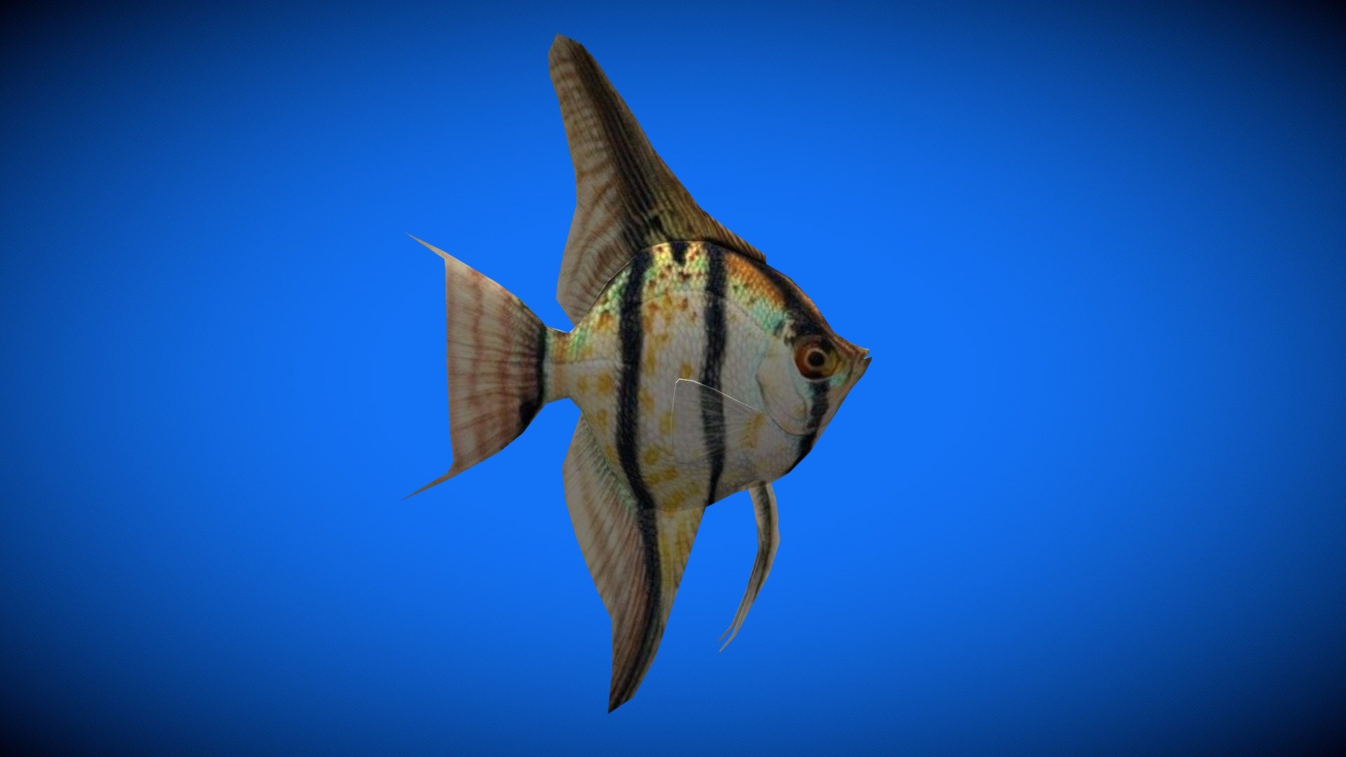 angel fish 2 - 3D model by Yabgu 3D (@yabgu3D) [7b08667] - Sketchfab
