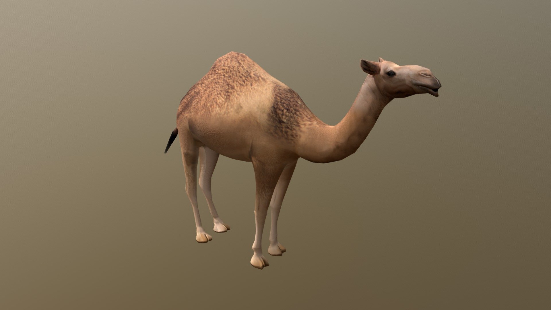 Camel - Buy Royalty Free 3D model by 3dlowpoly [7b09c5f] - Sketchfab Store