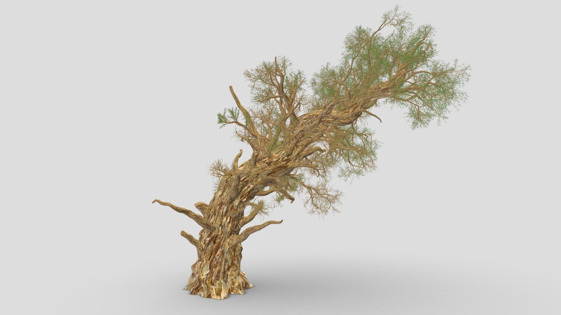 Pine Bristlecone Field_ 02 - Download Free 3D model by ASMA3D [7b0a79f] - Sketchfab
