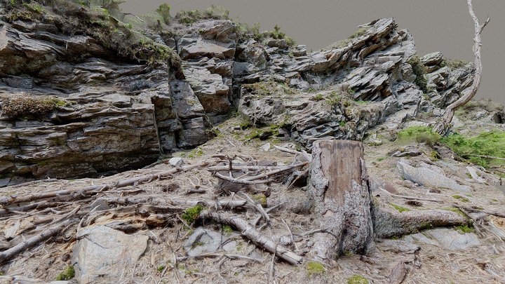 Roots 3D models - Sketchfab