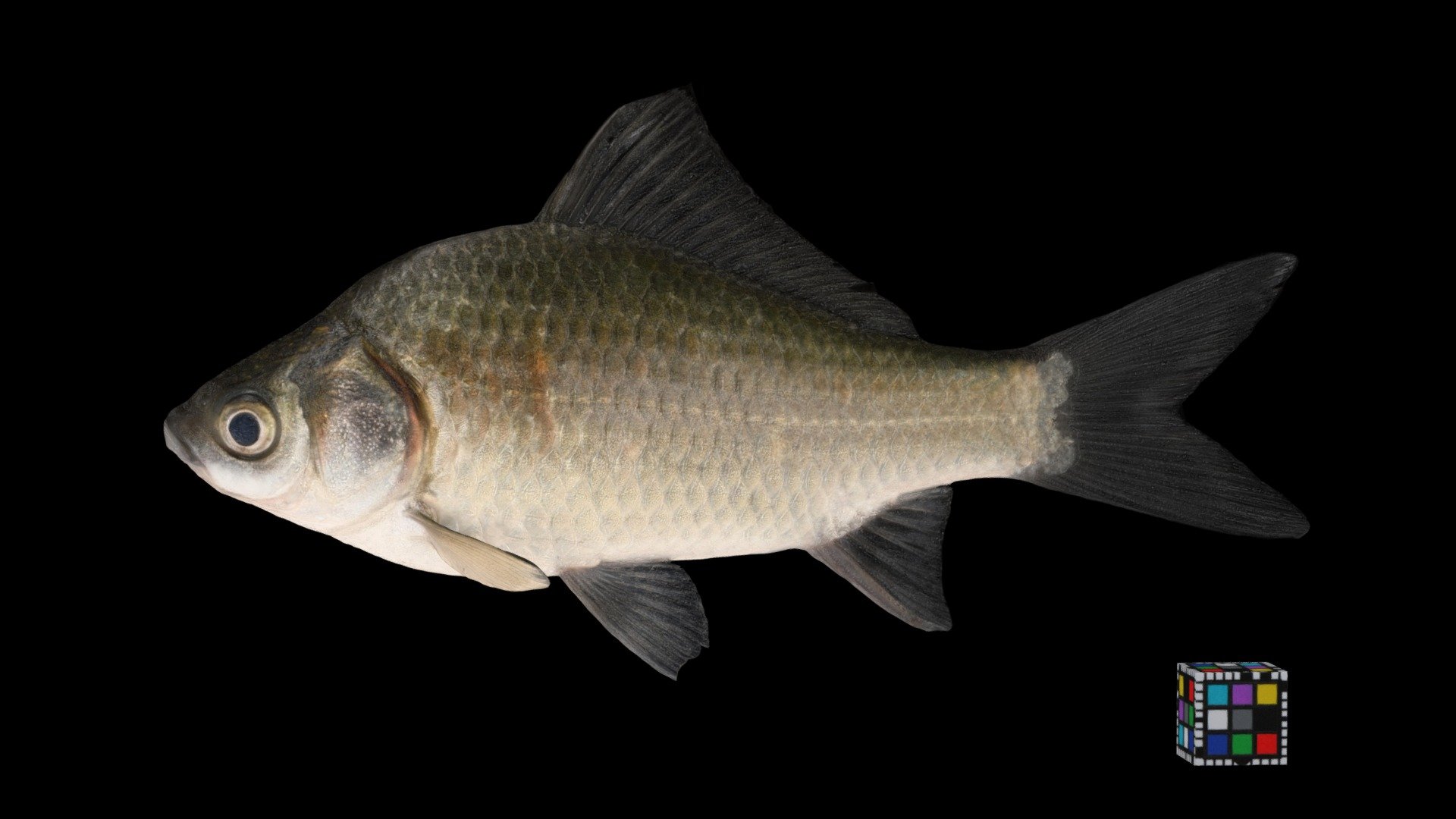 ゲンゴロウブナ ♂ Flat Crucian Carp, Carassius cuvieri - Download Free 3D model ...