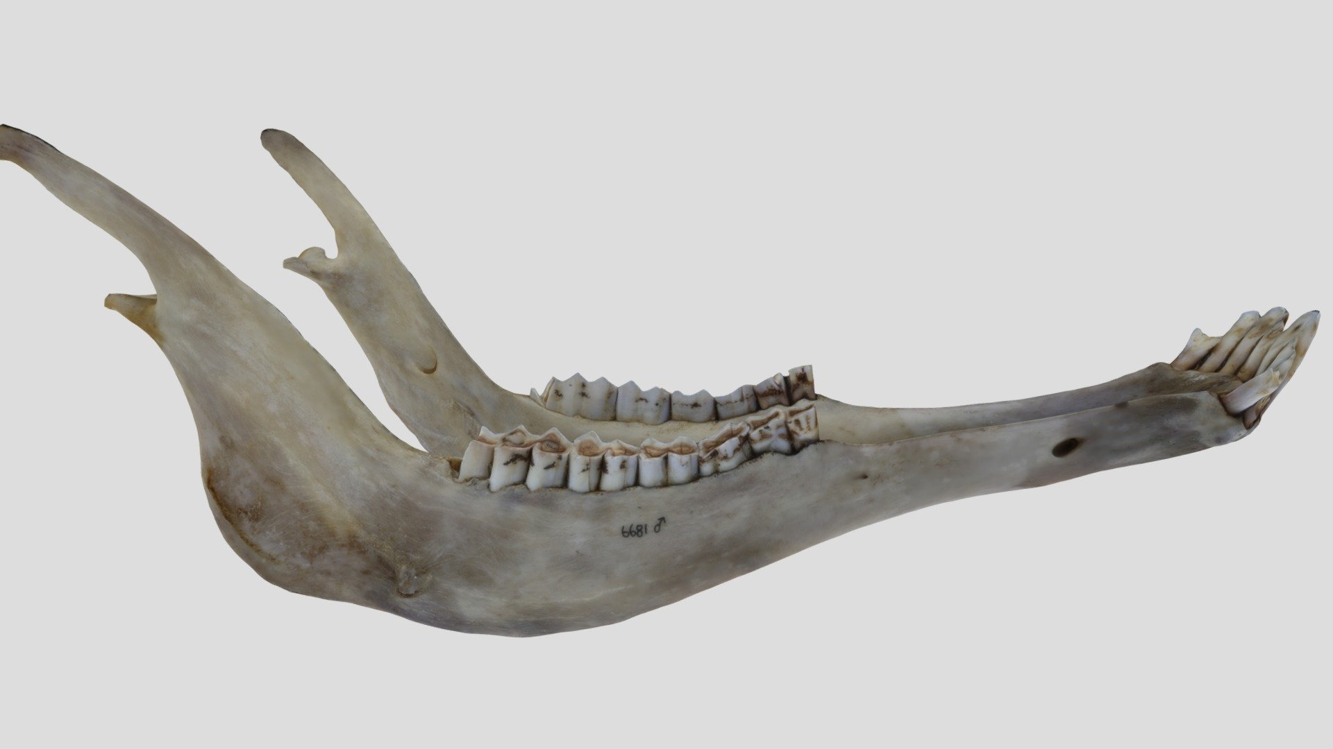 UWYMV:Mamm:6681, Antilocapra americana, Mandible - Download Free 3D ...