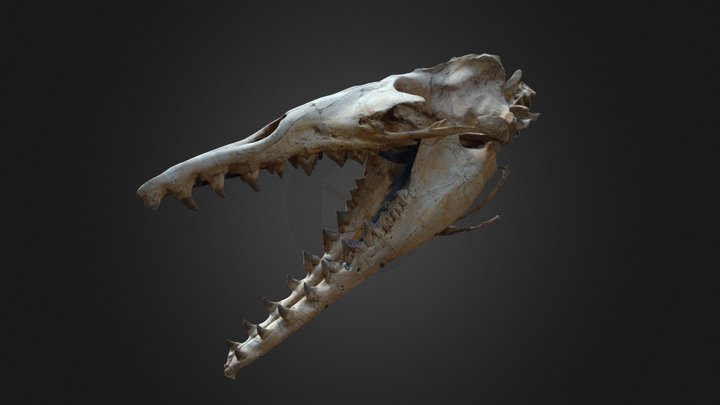 Fossil 3D models - Sketchfab
