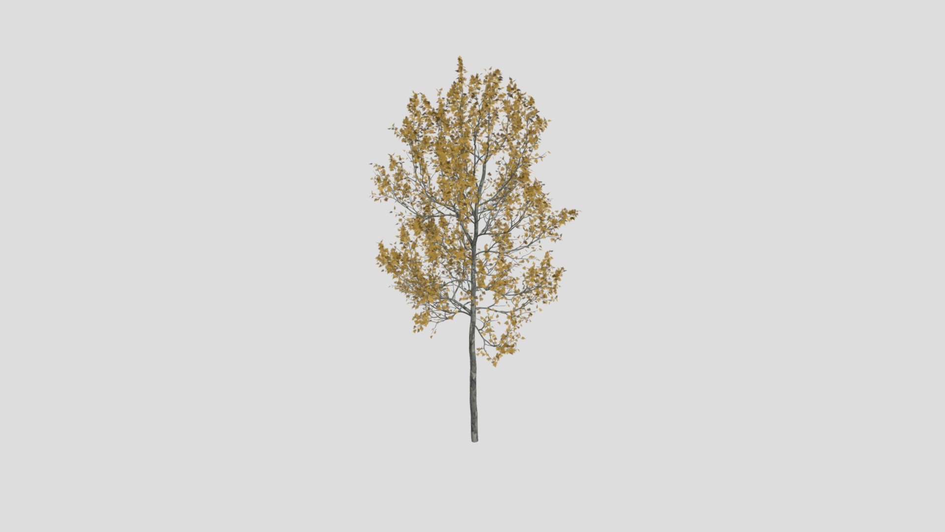 American Sycamore Autumn 66 AM250 Archmodel - Buy Royalty Free 3D model ...