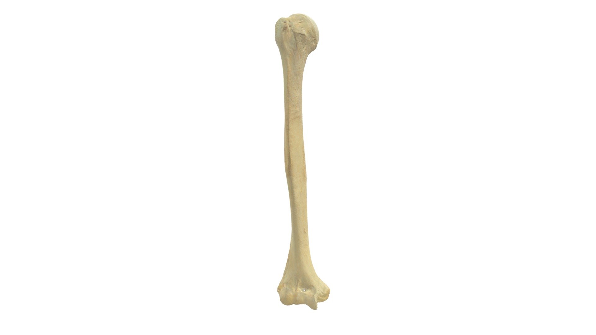 Humerus R - distale epifyse met annotaties - 3D model by Universiteit ...