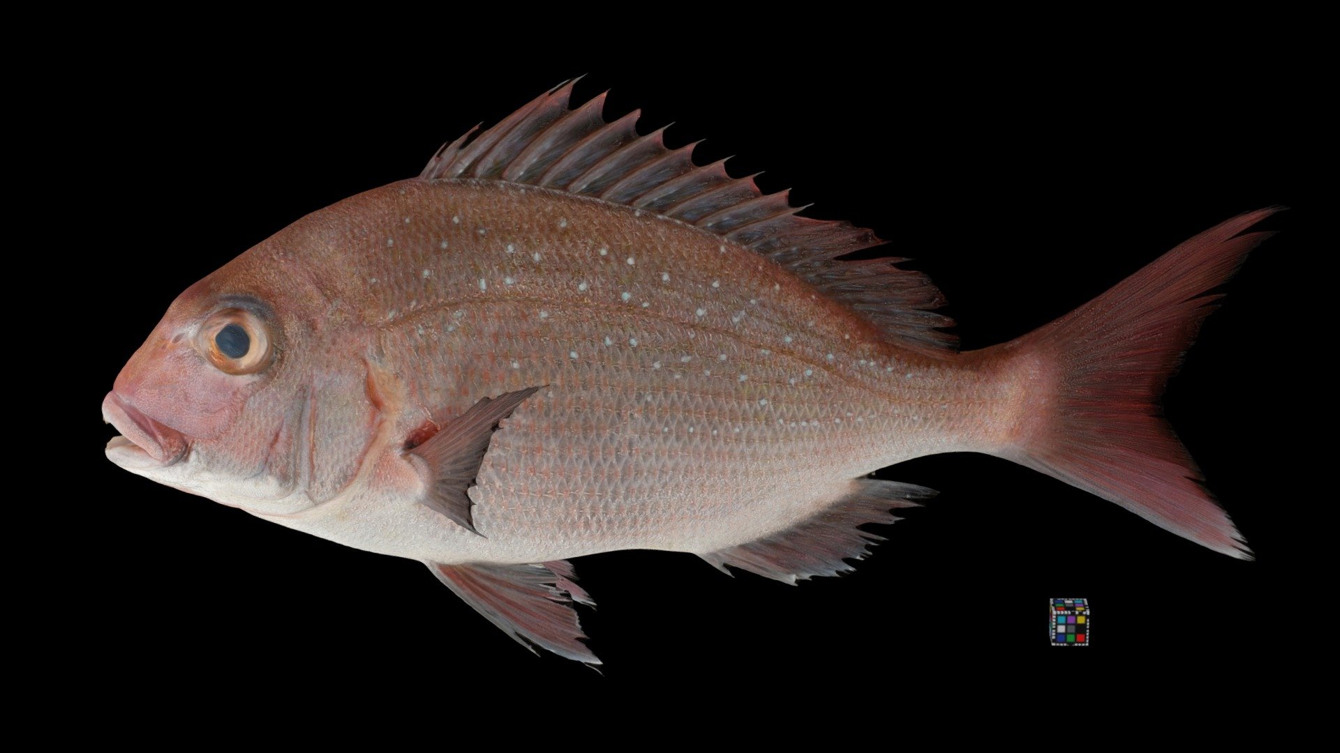 マダイ Red Seabream, Pagrus major - Download Free 3D model by ffish.asia ...
