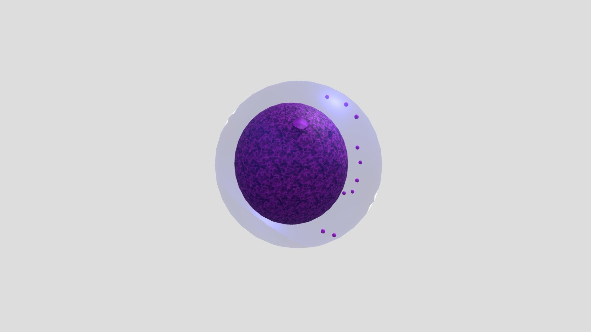 White Blood Cell Development: Promyelocyte - Download Free 3D model by ...