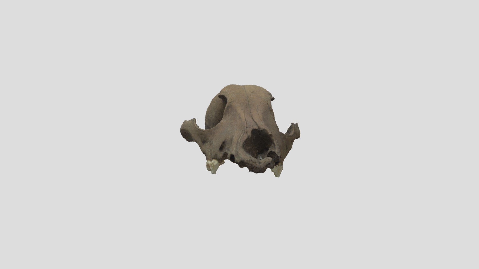 Roman Dog Skull - Download Free 3D model by Spelthorne Museum ...